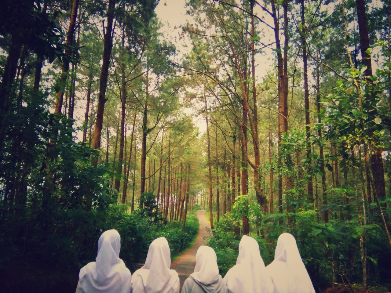 Hutan Pinus Kalilo Kaligesing, Wisata Asri di Kota Purworejo ~ Madu Gunung