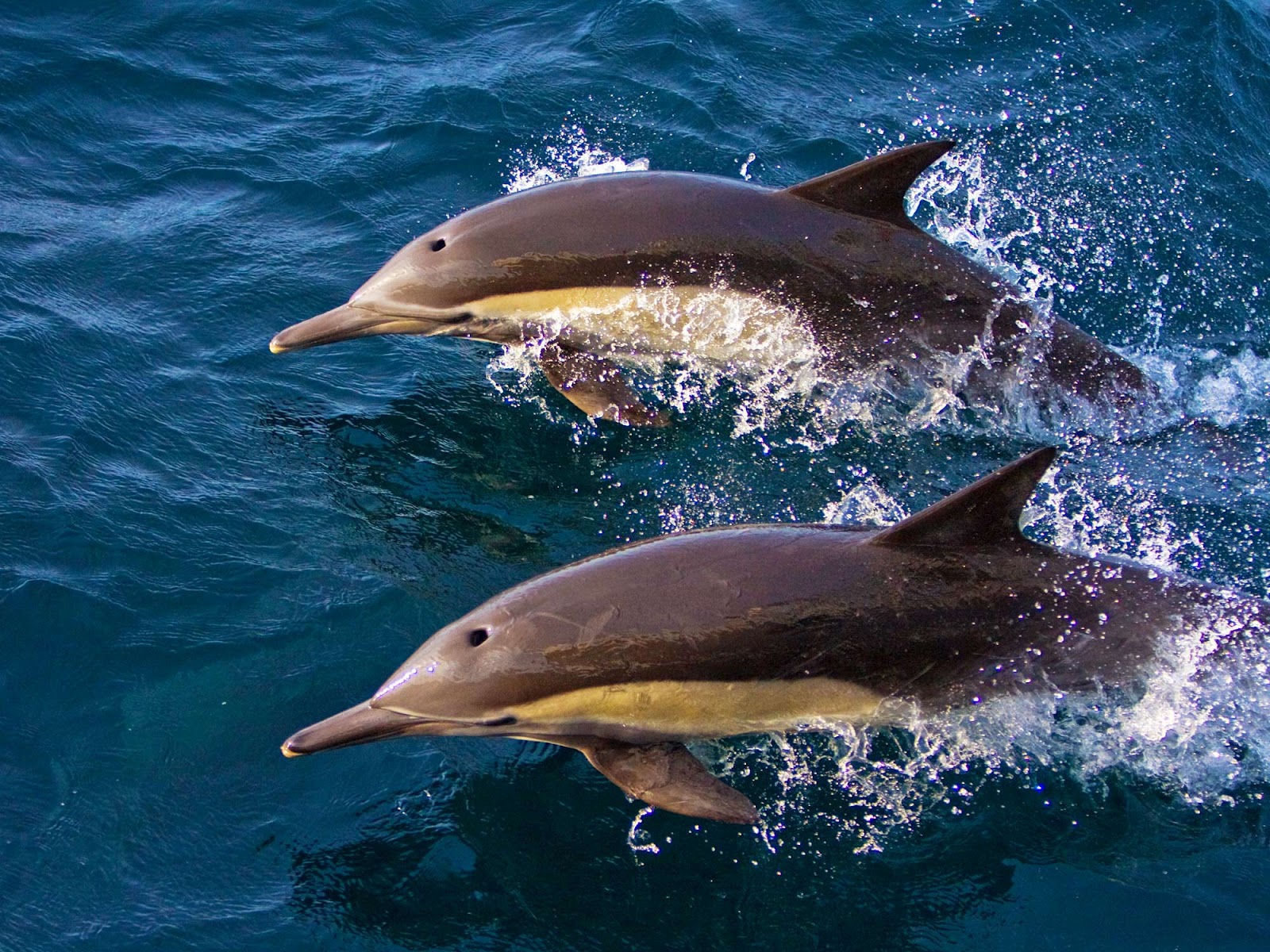 Long beaked common dolphin - Alchetron, the free social encyclopedia