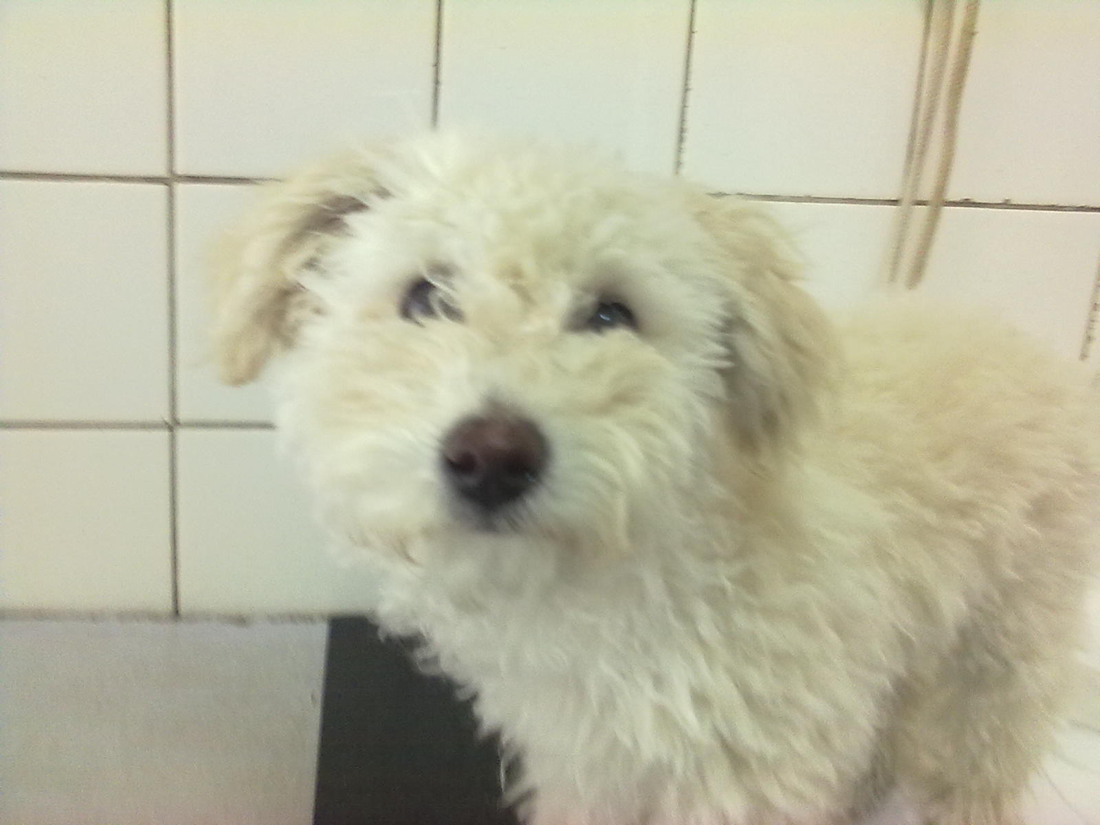 Corte y Baño de Mascotas