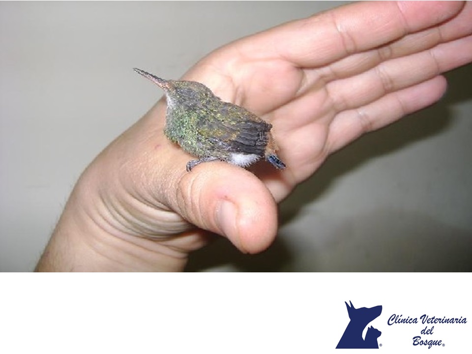 TIPS PARA MASCOTAS: ¿Se puede tener un colibrí como mascota? CLÍNICA ...