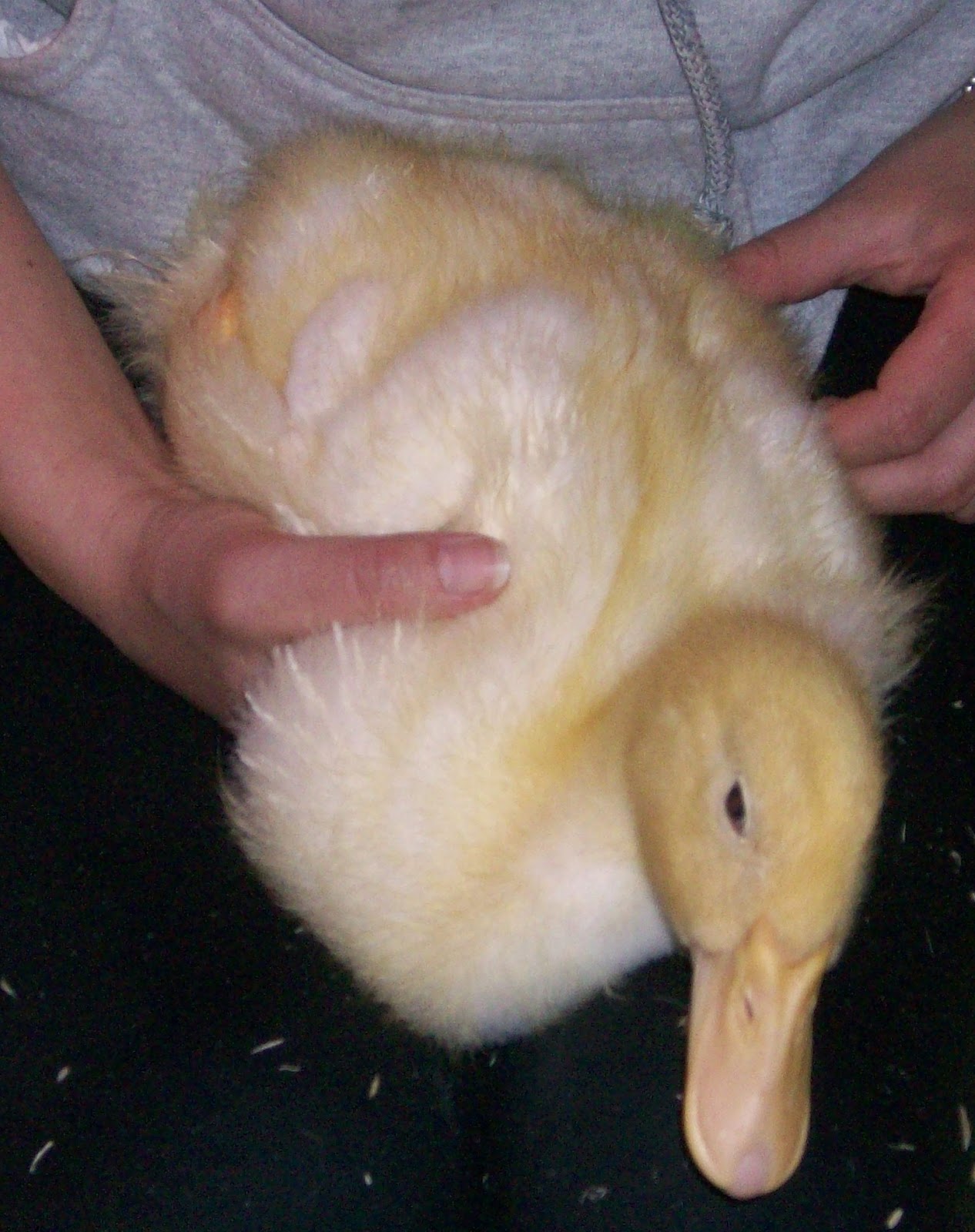 Ducks & Clucks: 3 Weeks Old!