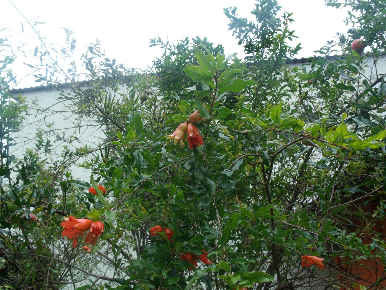 o céu da boca: pé de romã