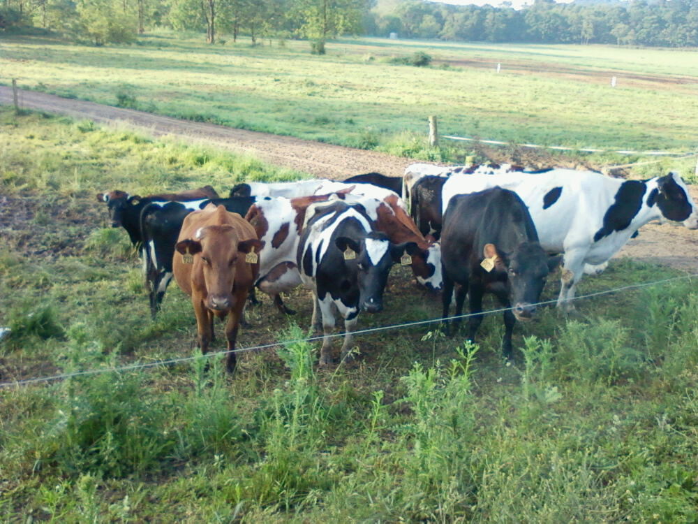 Amazing Grace Dairy: The Stragglers