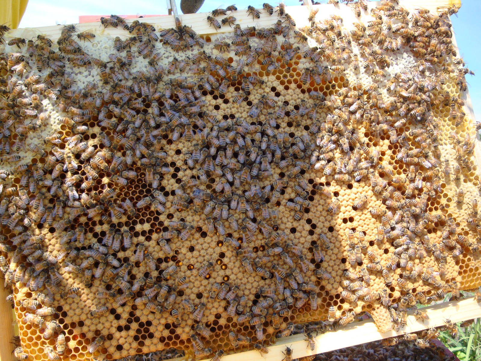 Il fantastico mondo delle api-: Seconda sciamatura e controllo celle ...