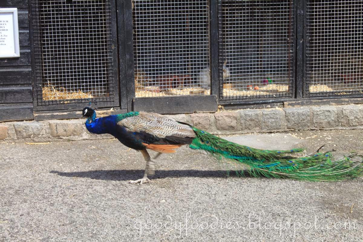 GoodyFoodies: Hazlehead Park Pets Corner, Aberdeen, United Kingdom