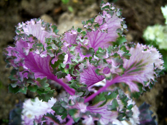 COL ORNAMENTAL - BOTÀNIC SERRAT