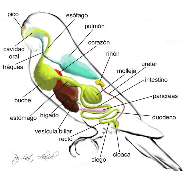 ¿QUÉ SABER SOBRE PERICOS AUSTRALIANOS?: Anatomia de los Pericos ...