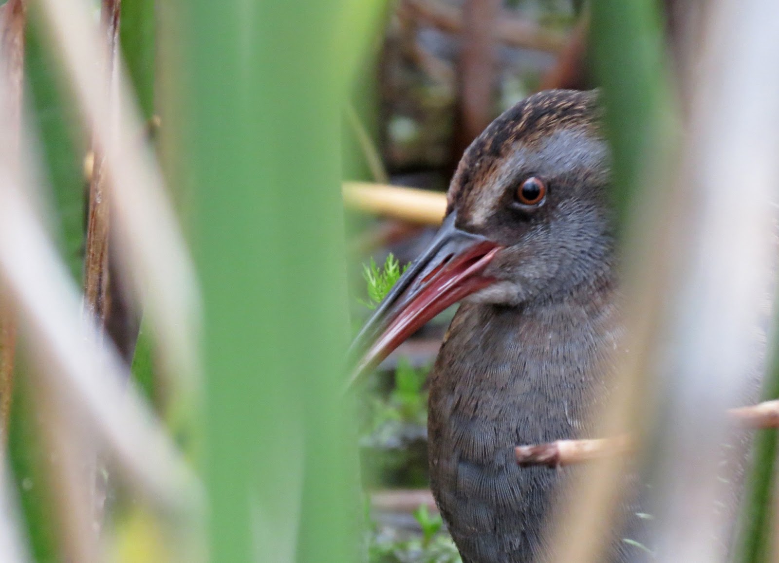 Aves Australes: Pidén Austral
