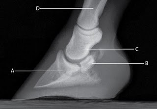 The Glorious Hoof: Notes on the Pedal Bone - *warning cadaver pictures*