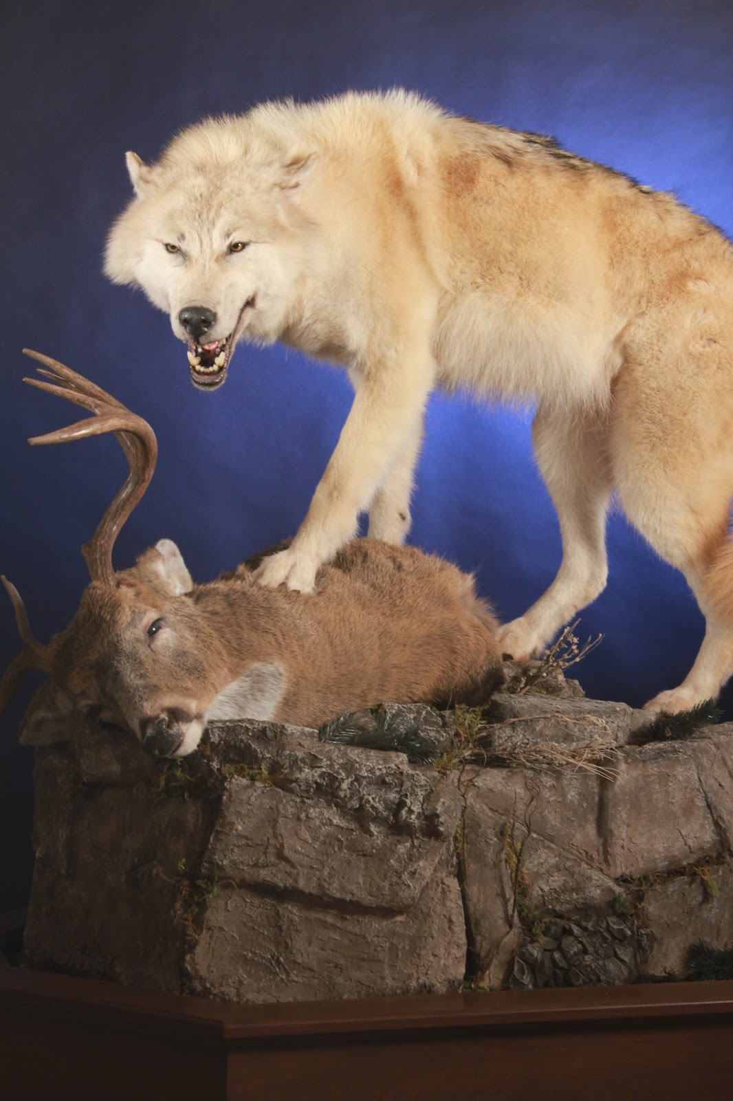 YOUNGS WILDLIFE: Wolf & Deer Mount