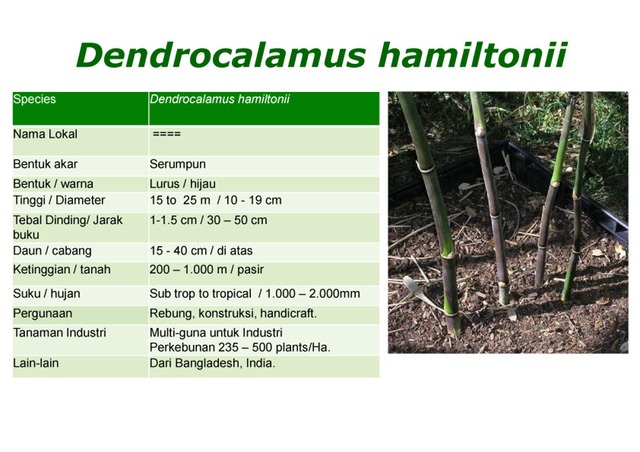 Jenis dan ciri tumbuhan Bambu serta Manfaatnya - Jenisajatitik