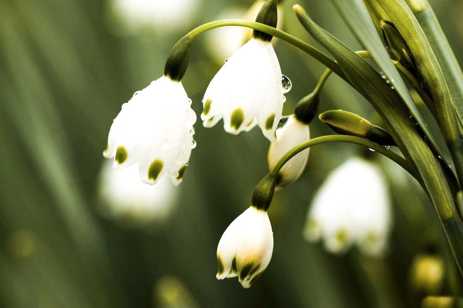 Lily of the Valley-Expensive Flower ~ ThundersCloud