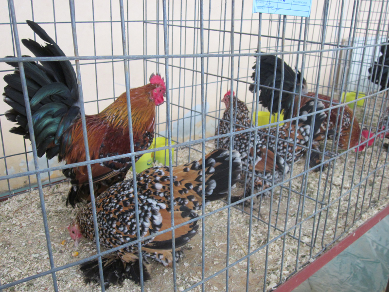 Imagini de la expozitia de pasari si animale mici Buzau 2012 | Porumbei ...