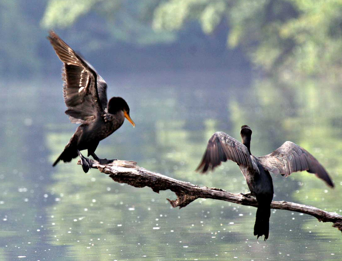 Bellas Aves de El Salvador: Phalacrocorax brasilianus (yeco, cormorán ...