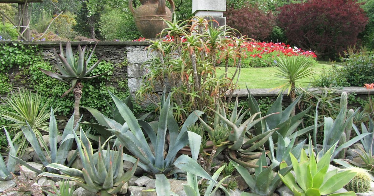 Agave : Come Riconoscere le Diverse Specie - Con Foto e Descrizione ...