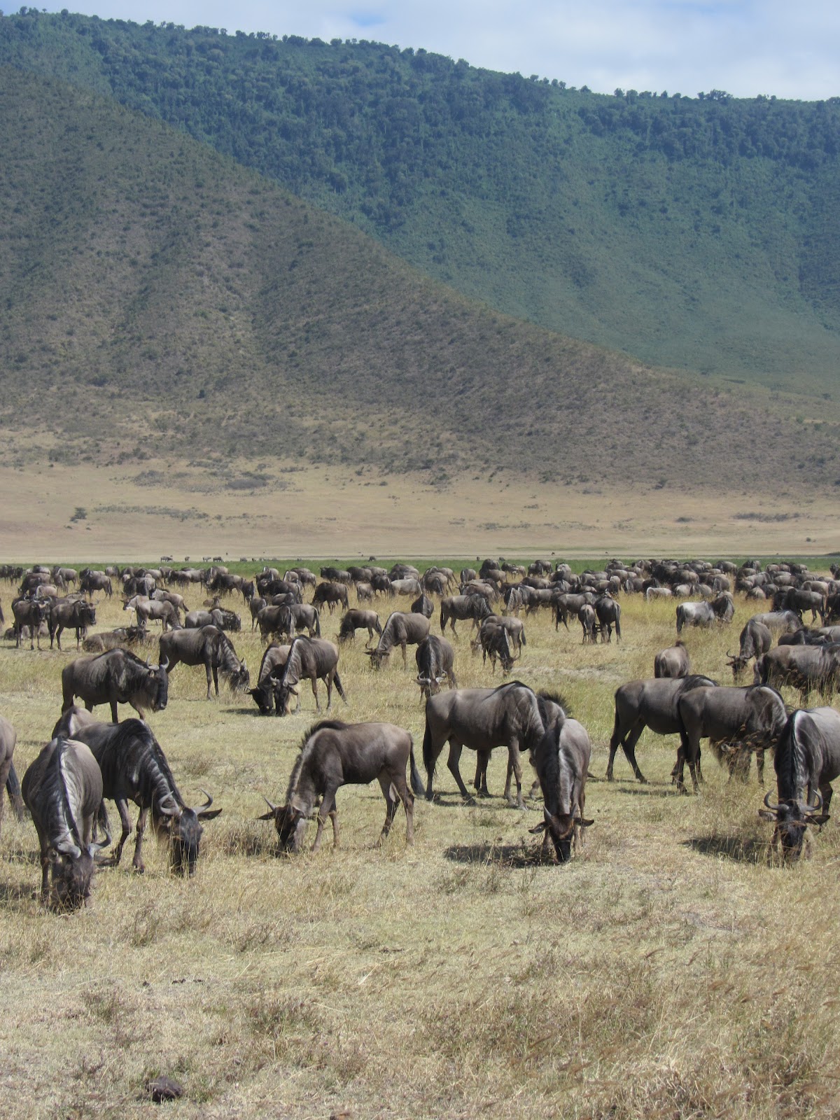 EWH in Tanzania: My Experience: Picha Za Wanyama