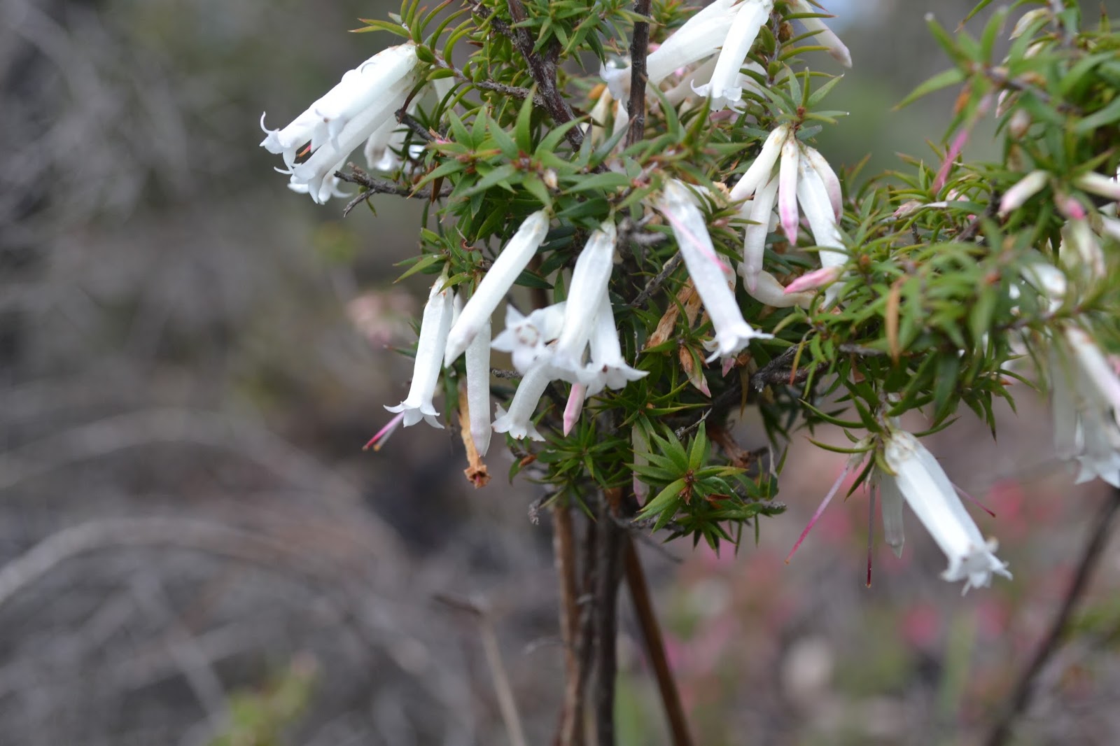 Goin' Feral One Day At A Time: Mt Everard Circuit, Kinglake National ...