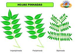 Pinnada | Plantas rioMoros