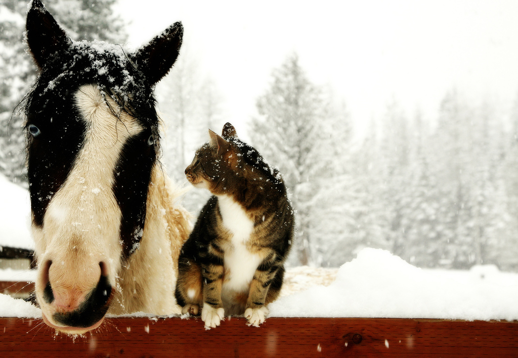 20 Wonderful pictures of animals in the snow | Amazing Creatures