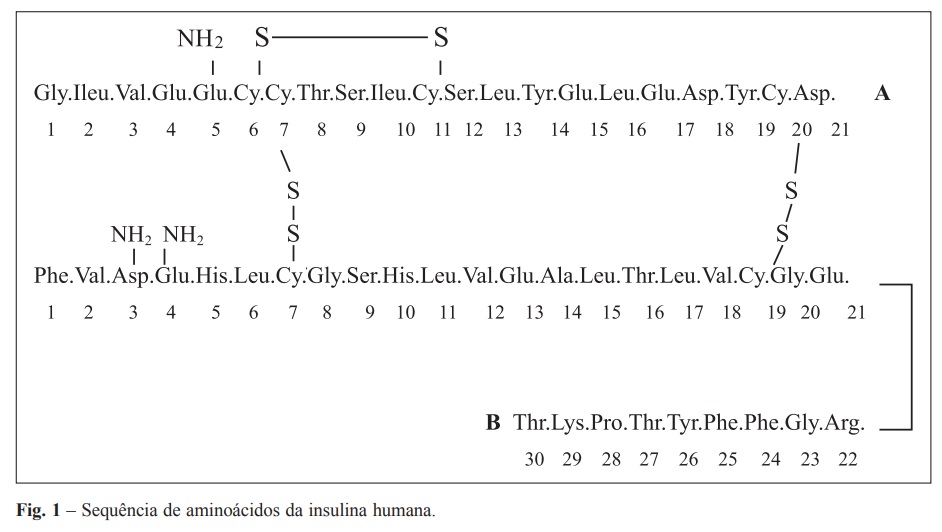 ☢️ Composição Química da Insulina {Atualizado em 2022}