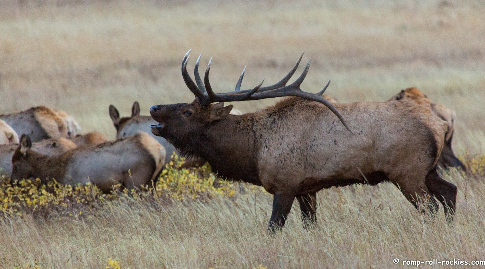 Romping and Rolling in the Rockies: The Drama of the Elk Rut ...