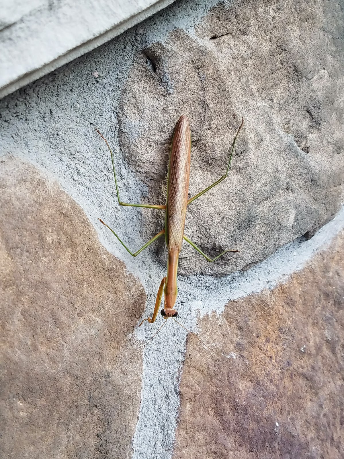 History and Culture by Bicycle: Wild Life: Sioux City, Iowa, Chinese ...