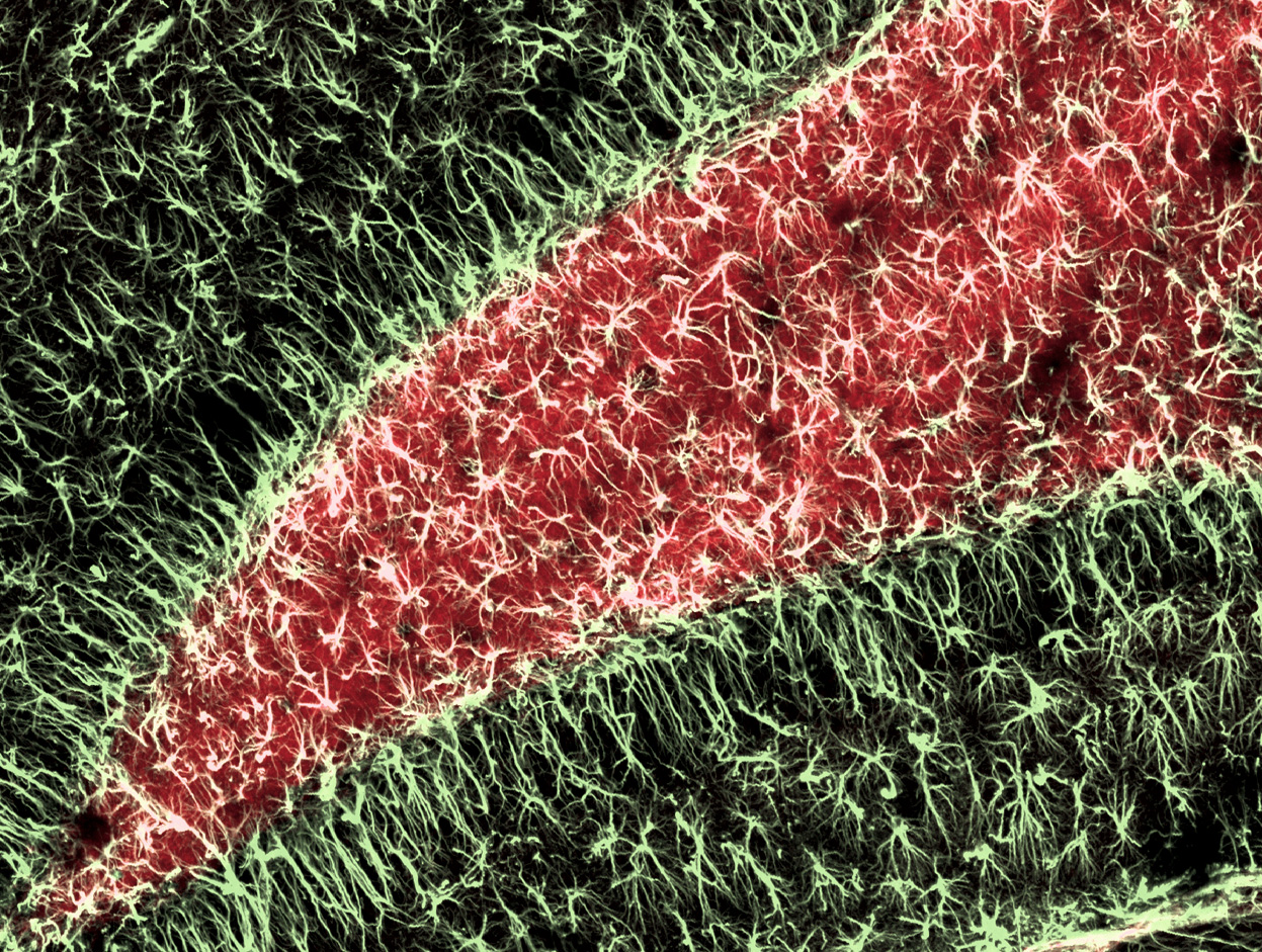 Syneidesis: La Vida Bajo el Microscópio