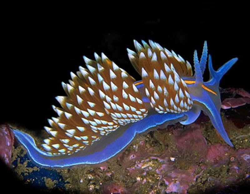 Most Amazing: Nudibranch