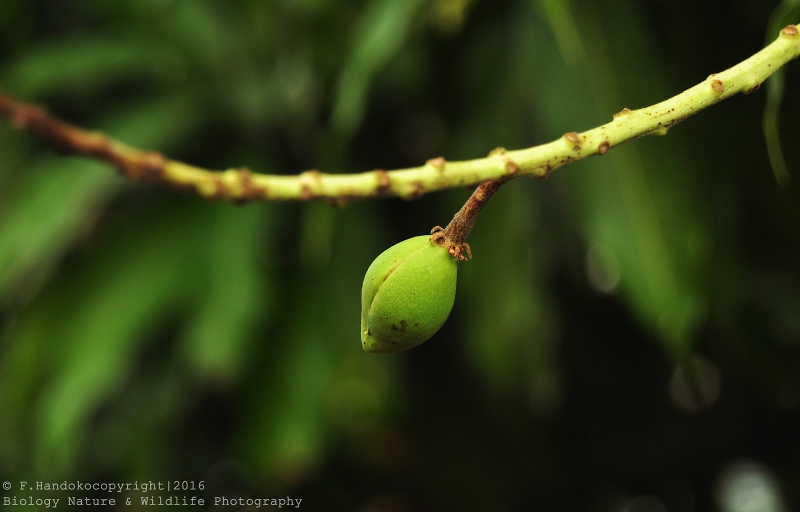 Galeri Foto Fredi Handoko: Bunga Mangga / Mangifera indica