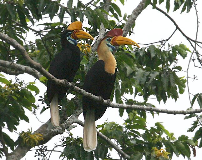 GEOGRAFI LINGKUNGAN: ENGGANG : BURUNG DENGAN PARUH BESAR