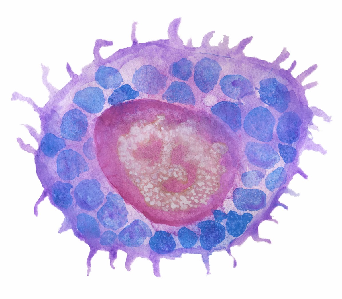 BRYAN JONES: Mast Cell Illustration