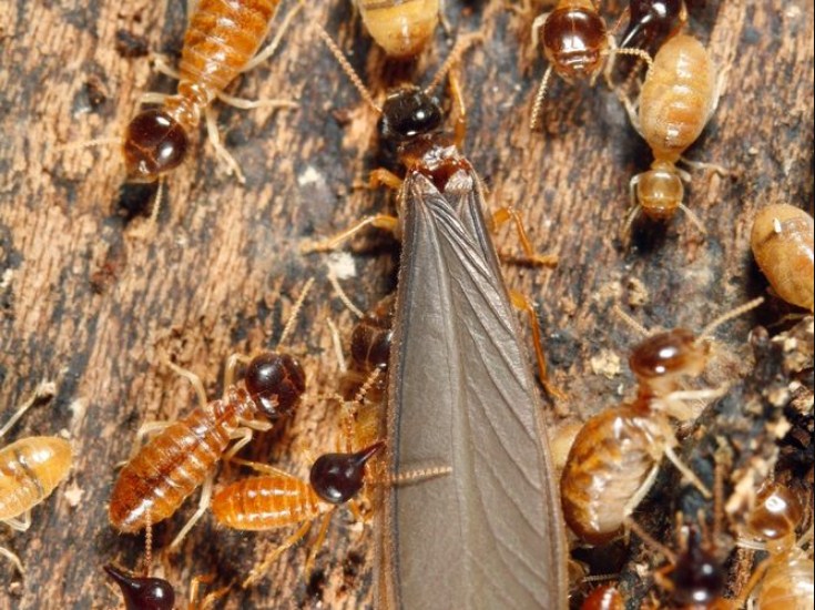 Termites Life Cycle Stages - Termites