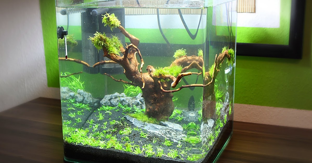 60 Model Akuarium Kecil Cocok Untuk Hiasan Kamar Tidur Anda 2021
