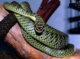 Snake's Life