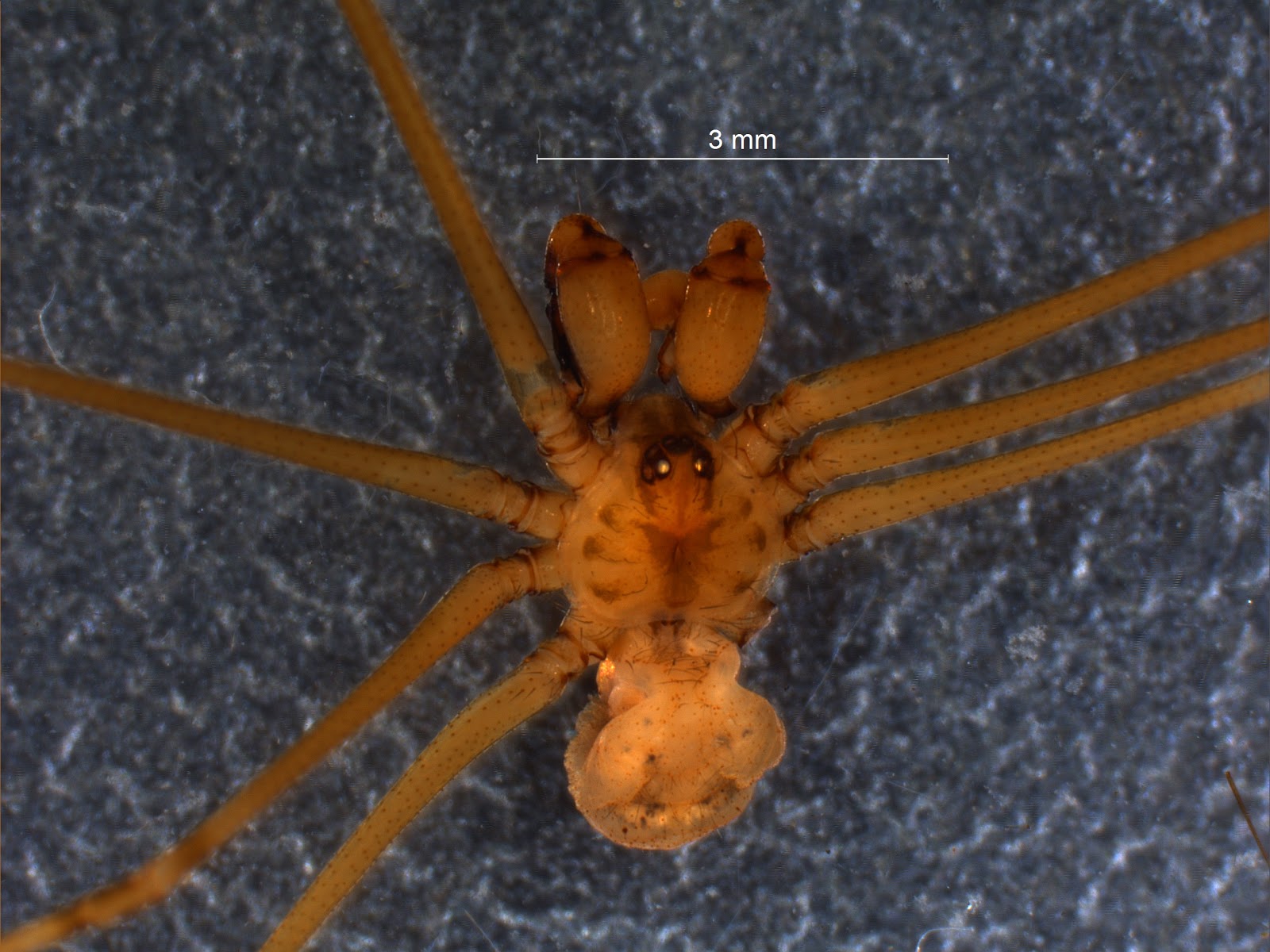 Quaoar Power Zoo: short-bodied cellar spider (Physocyclus sp ...