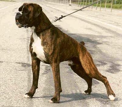 Beagle Boxer: Brindle Boxer Dogs