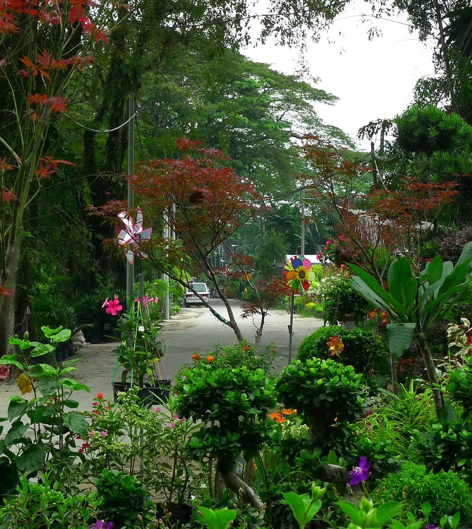 Tropical Gardening: How a leper settlement, Sungei Buloh, became the ...