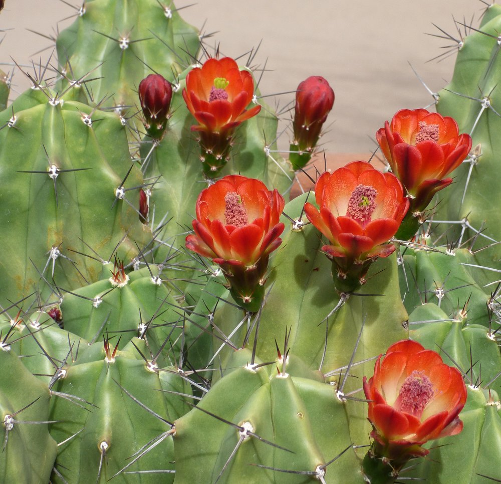 Kittling: Books: Critters, Cacti & Color at the Desert Botanical Garden