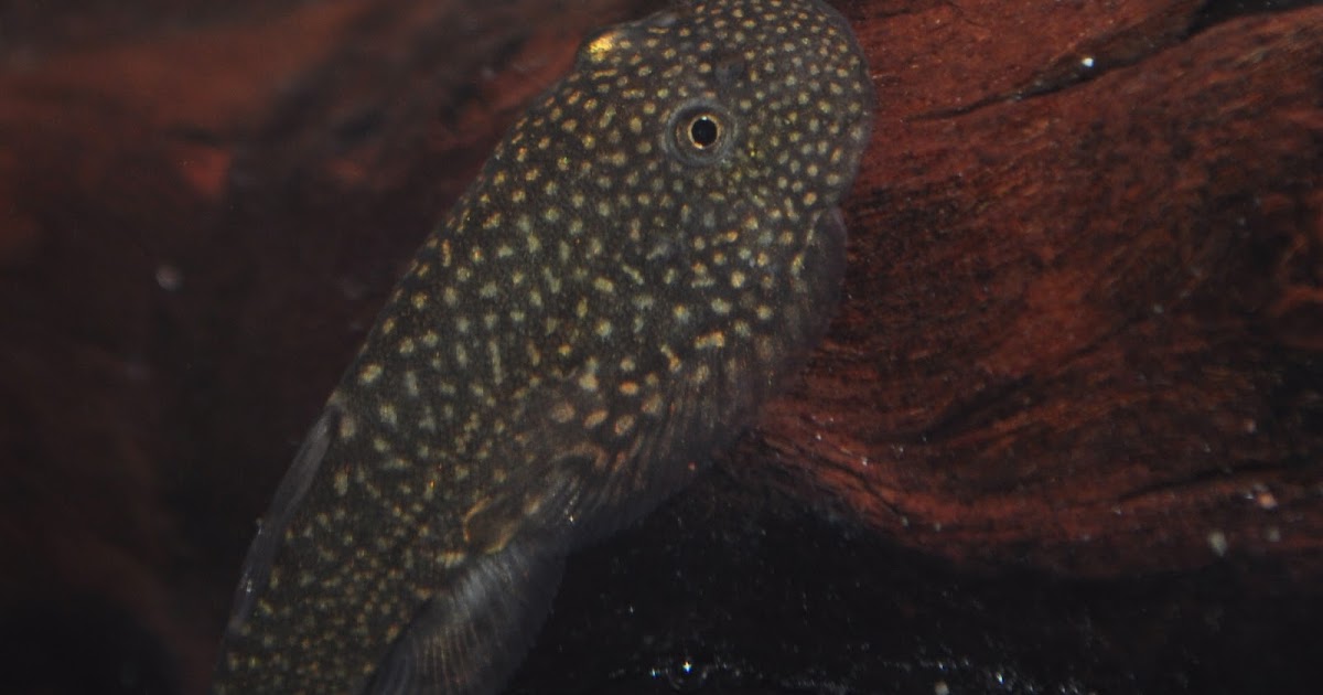 ZOOTOGRAFIANDO (6.100 ANIMALS): LOCHA DE BORNEO (Beaufortia leveretti)