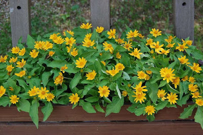 15 Tanaman Hias Bunga Kuning - TUKANG TAMAN SURABAYA