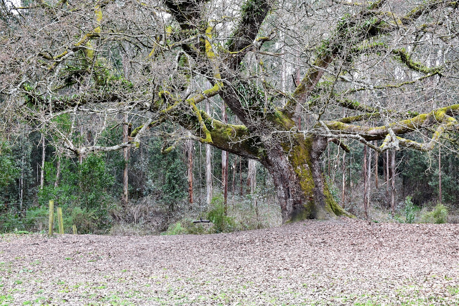 Goin' Feral One Day At A Time: Stevensons Falls, Otway Forest Park ...