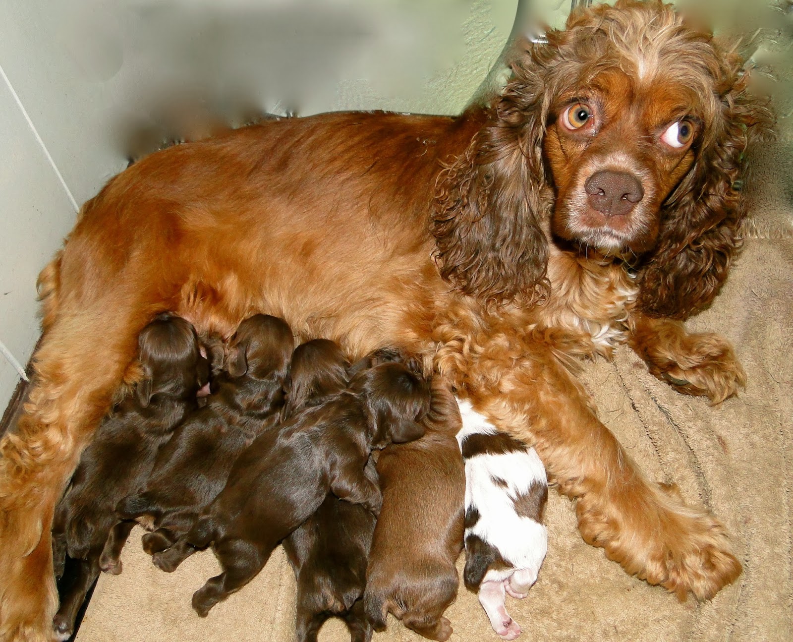 Short Creek Kennels: AKC Cocker Spaniel Puppies!!!!!!!!!!!!