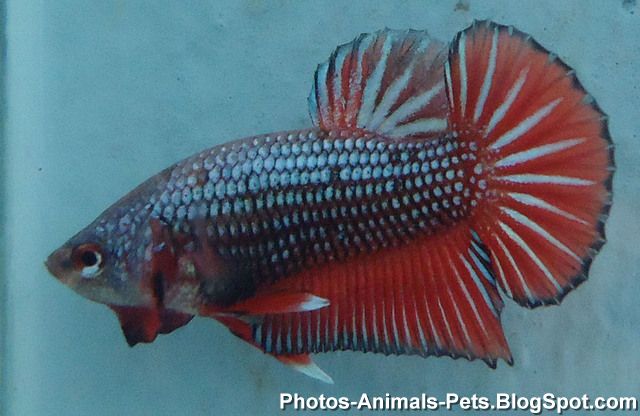 Dangerous of Wild Animals: Fish images