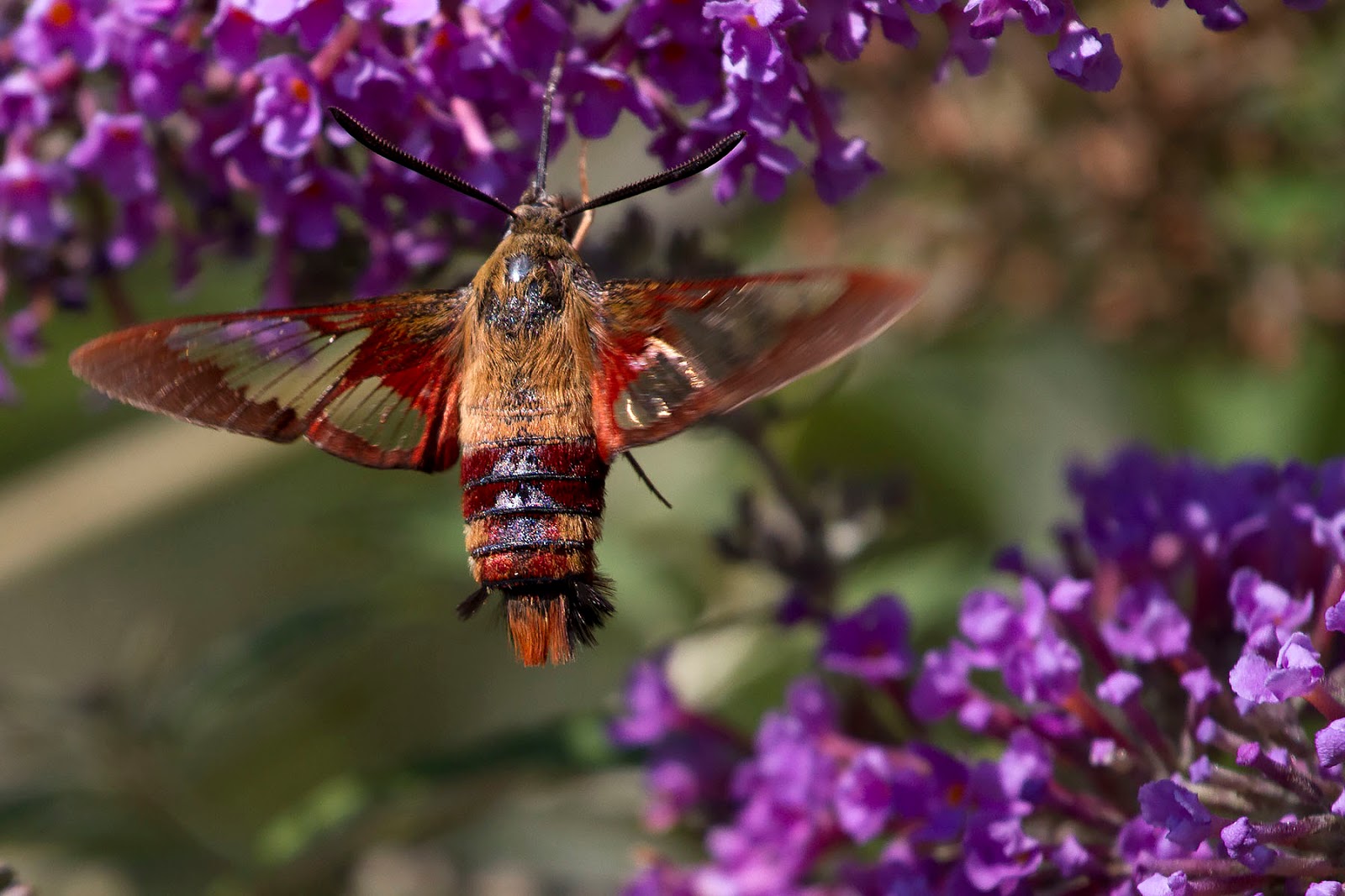Ann Brokelman Photography: Clear-winged Hummingbird Moth in Hamilton