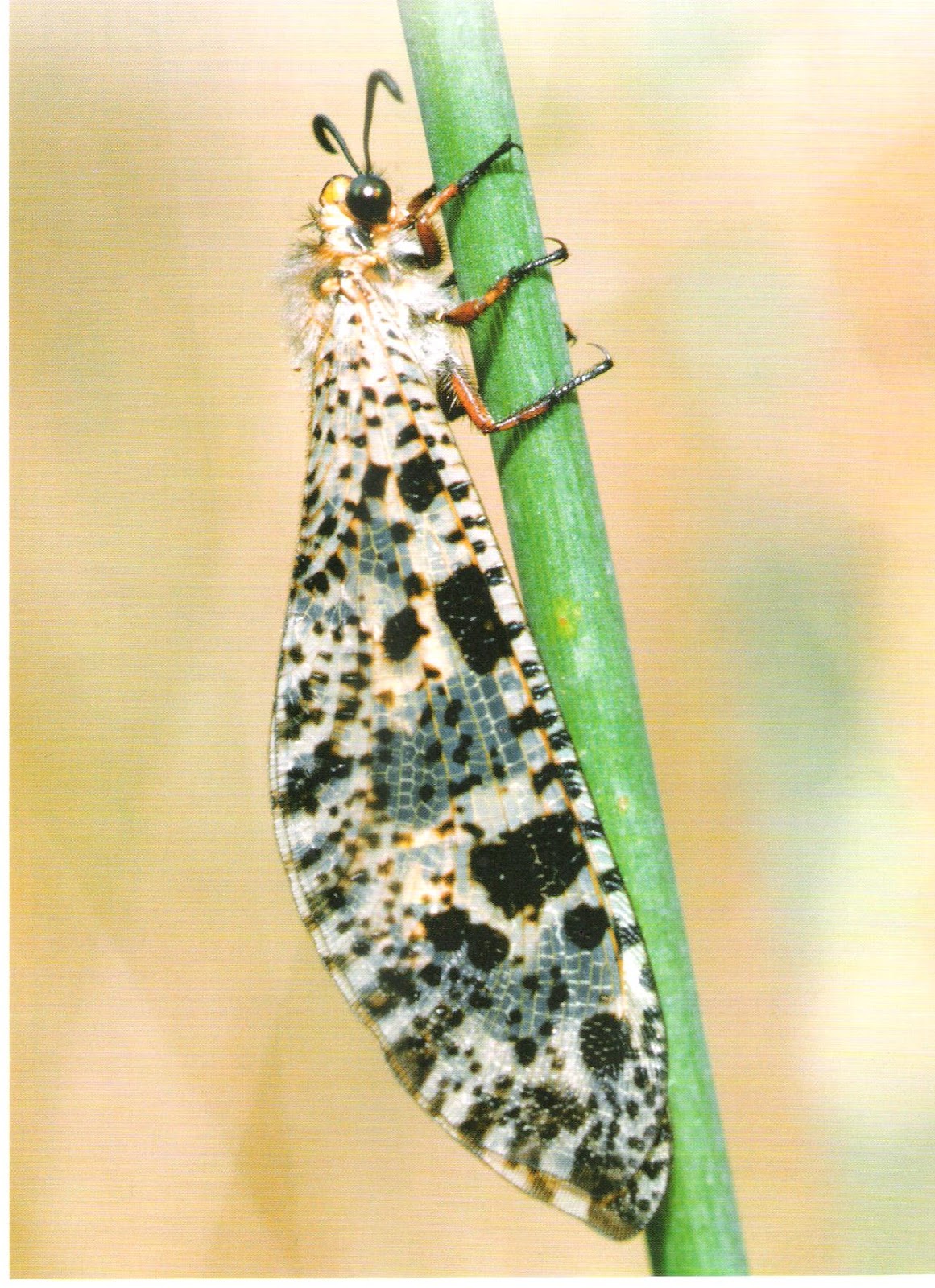 Zoológico Virtual do Koba: Formiga-leão