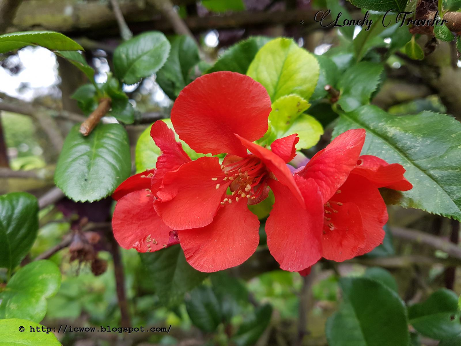 Japanese quince - Chaenomeles x superba