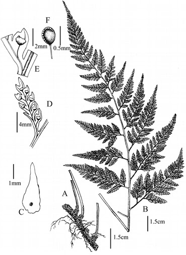 Herba & Tumbuhan: PAKU PAKIS
