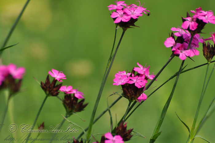 In linii mari: Dianthus giganteus (Garofite)