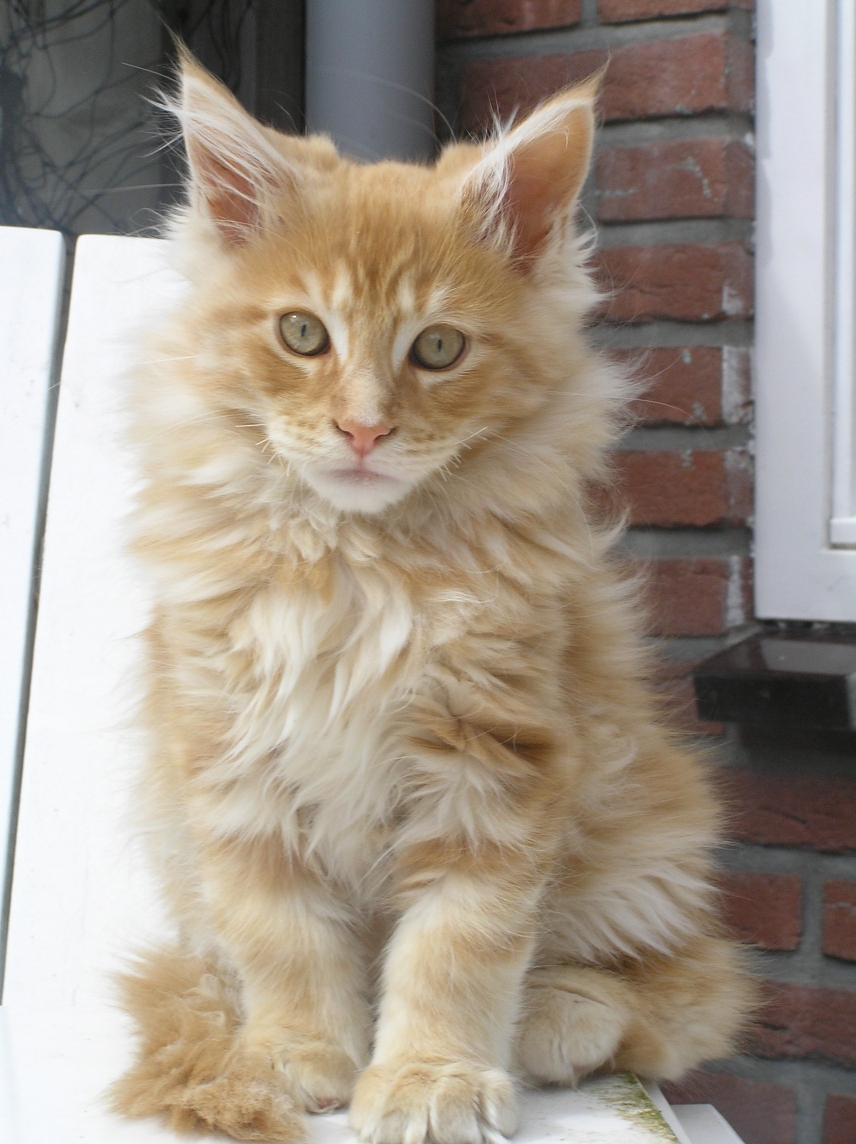 Maine Coon Cattery Fairys Fantasy 14 Weken