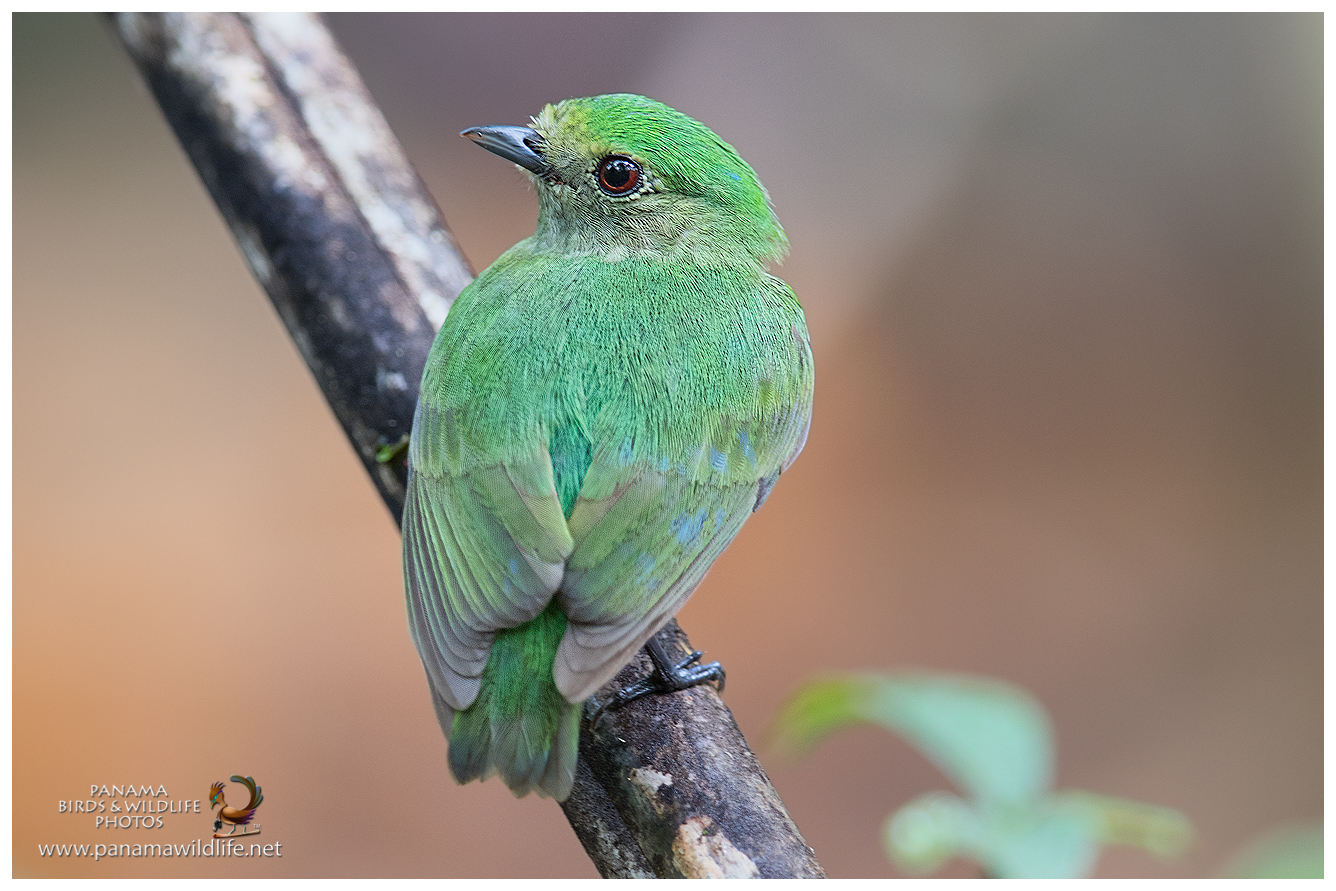 Featured Species: Blue-crowned Manakin (Lepidothrix coronata)